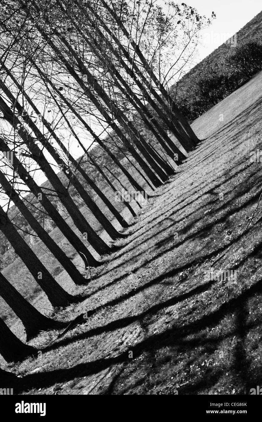 Tree Trunk Pattern Stock Photo - Alamy