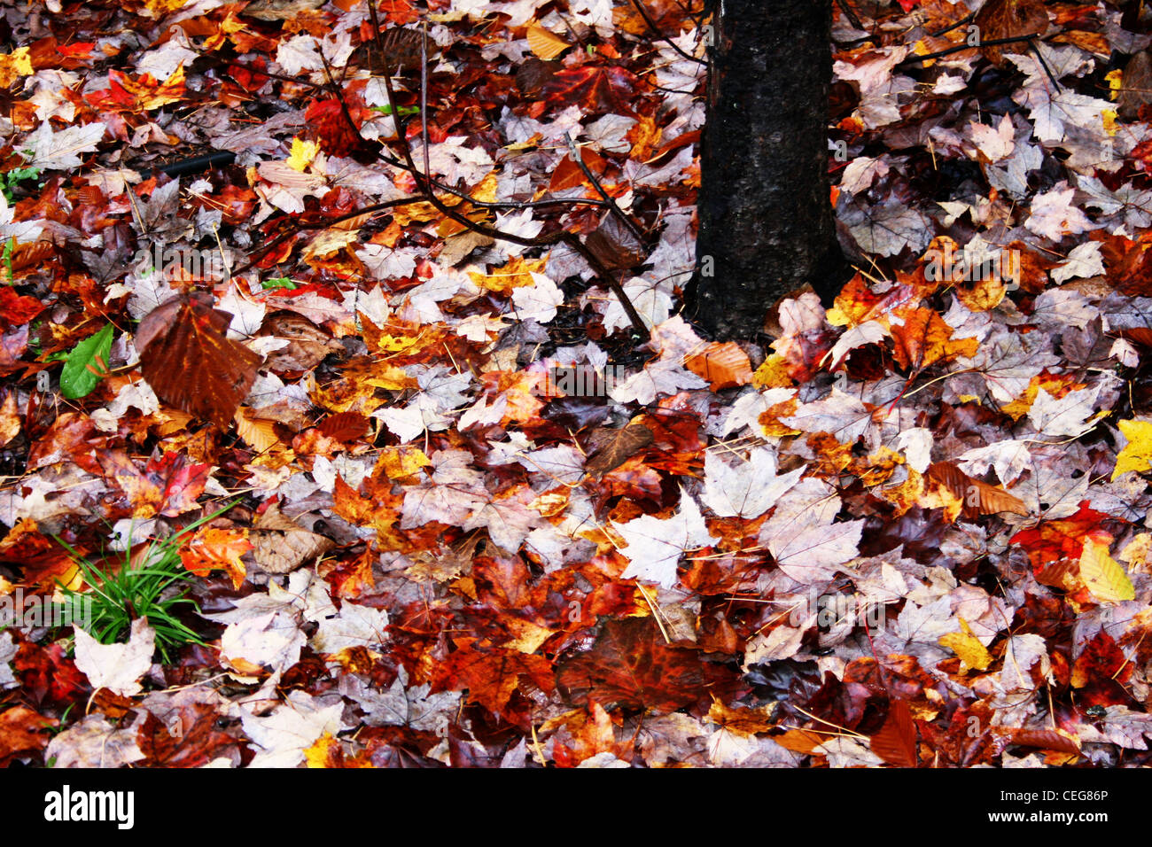 Maple leaves fall colors hi-res stock photography and images - Alamy