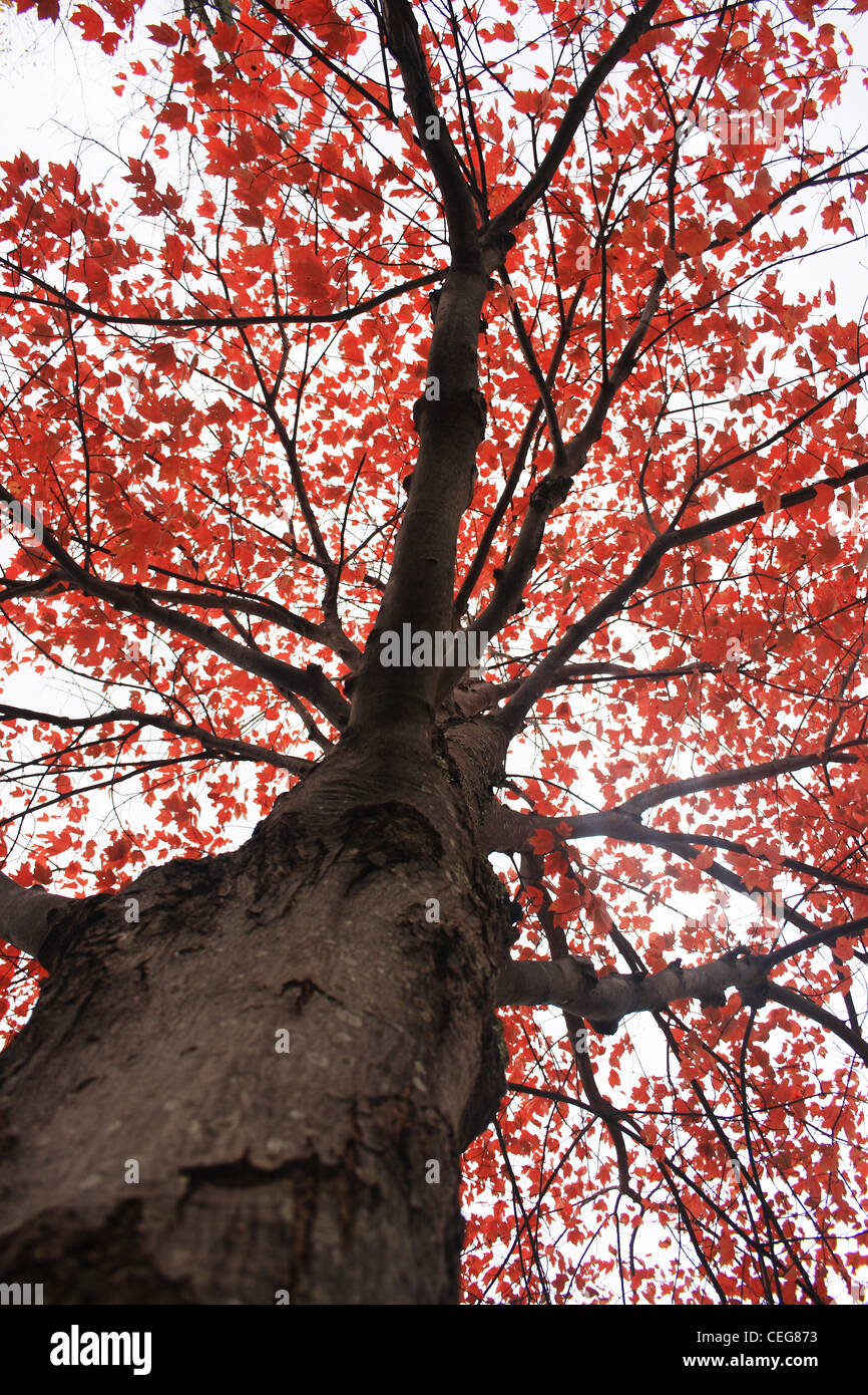 Red Tree Leaves Stock Photo - Alamy