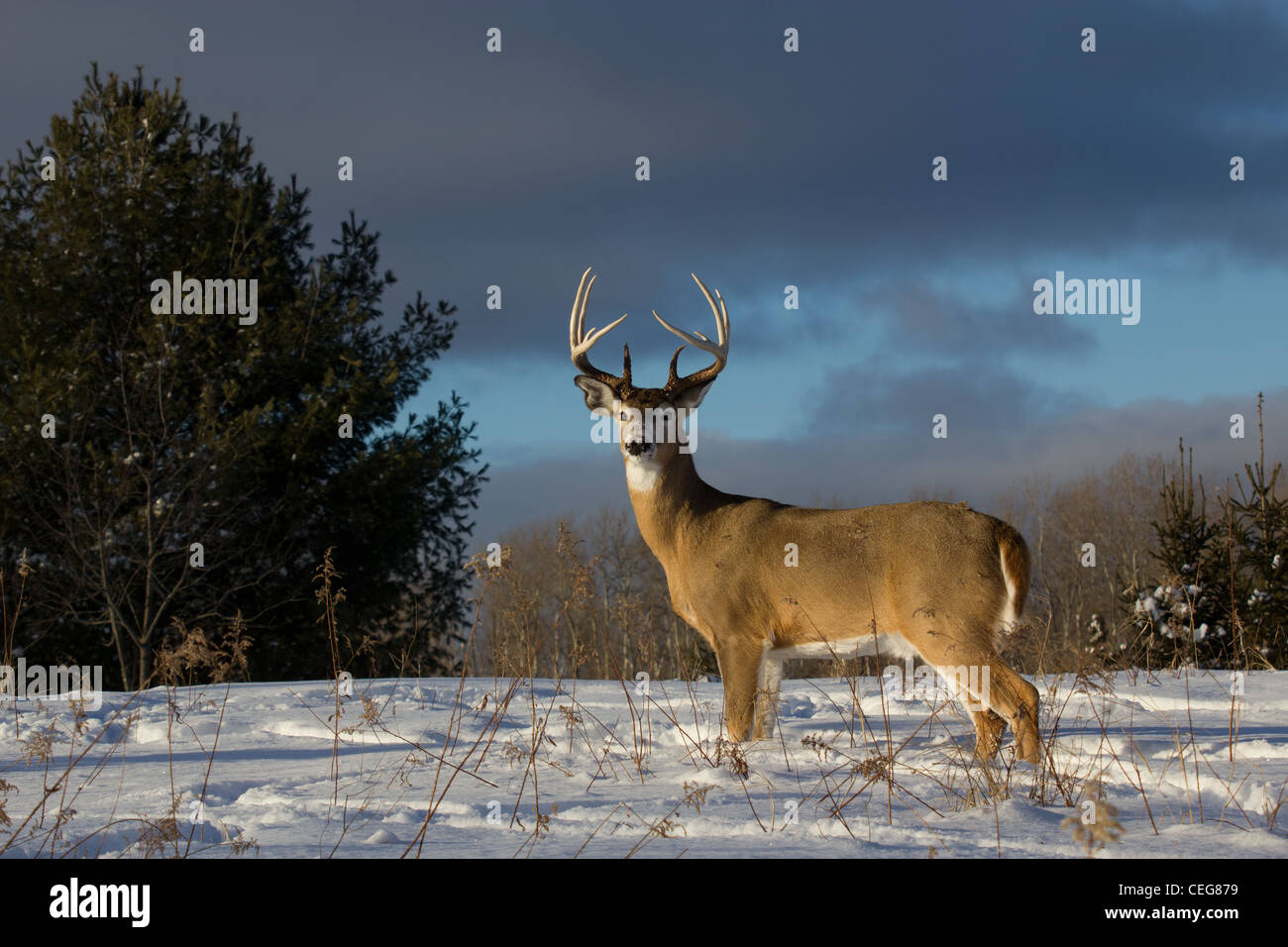 White-tailed buck in winter Stock Photo - Alamy