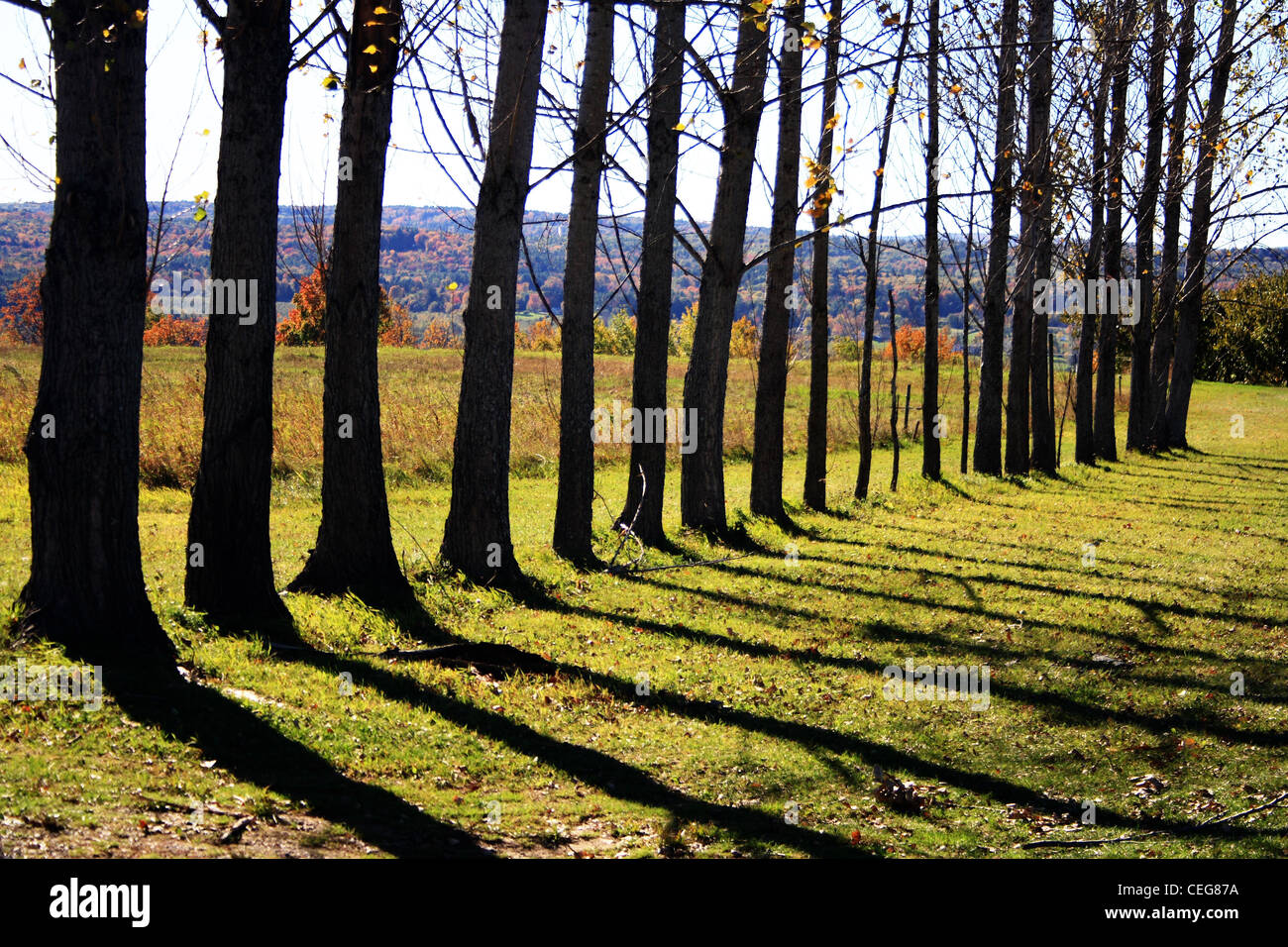 Tree trunks pattern hi-res stock photography and images - Alamy