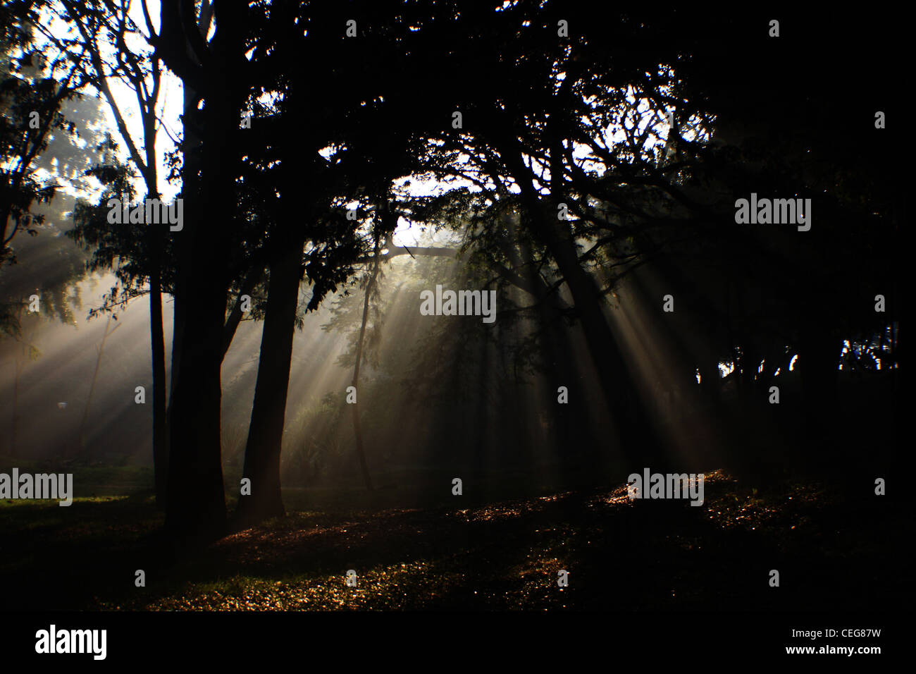 Morning rays pass through trees hi-res stock photography and images - Alamy
