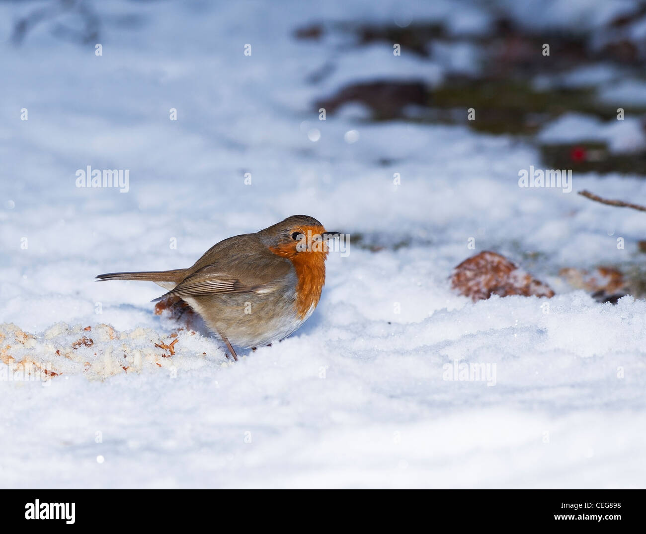 Puffed up bird hi-res stock photography and images - Alamy
