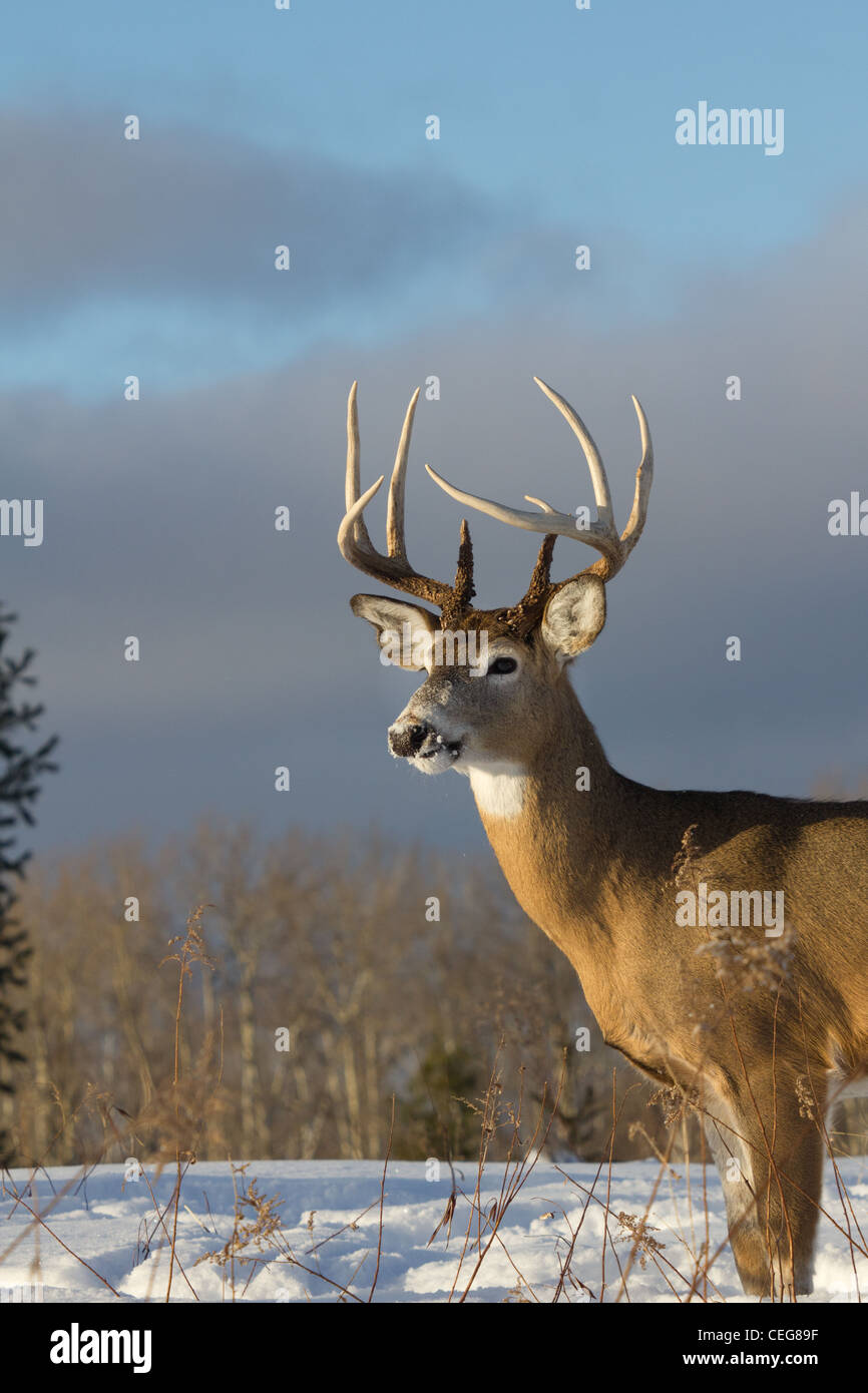 Whitetail buck hi-res stock photography and images - Alamy