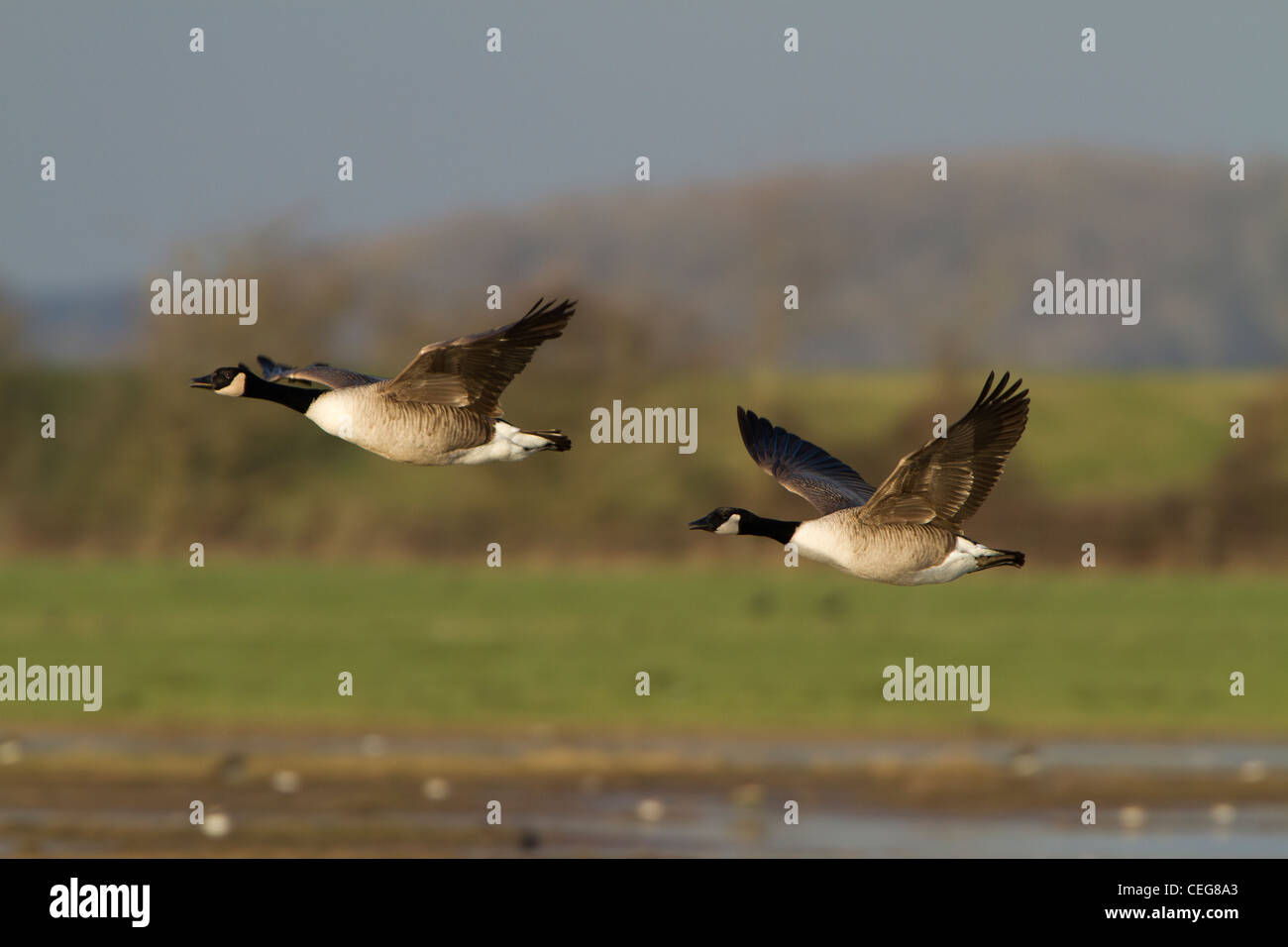 Canada geese (Branta canadensis), adult pair, in flight, Slimbridge ...