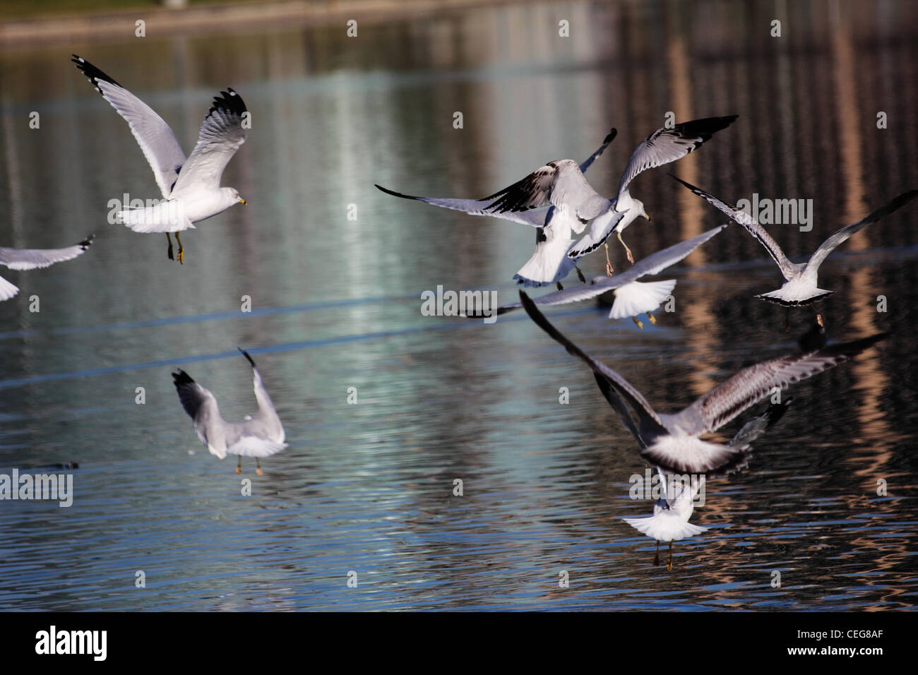 Seagulls in flight hi-res stock photography and images - Alamy