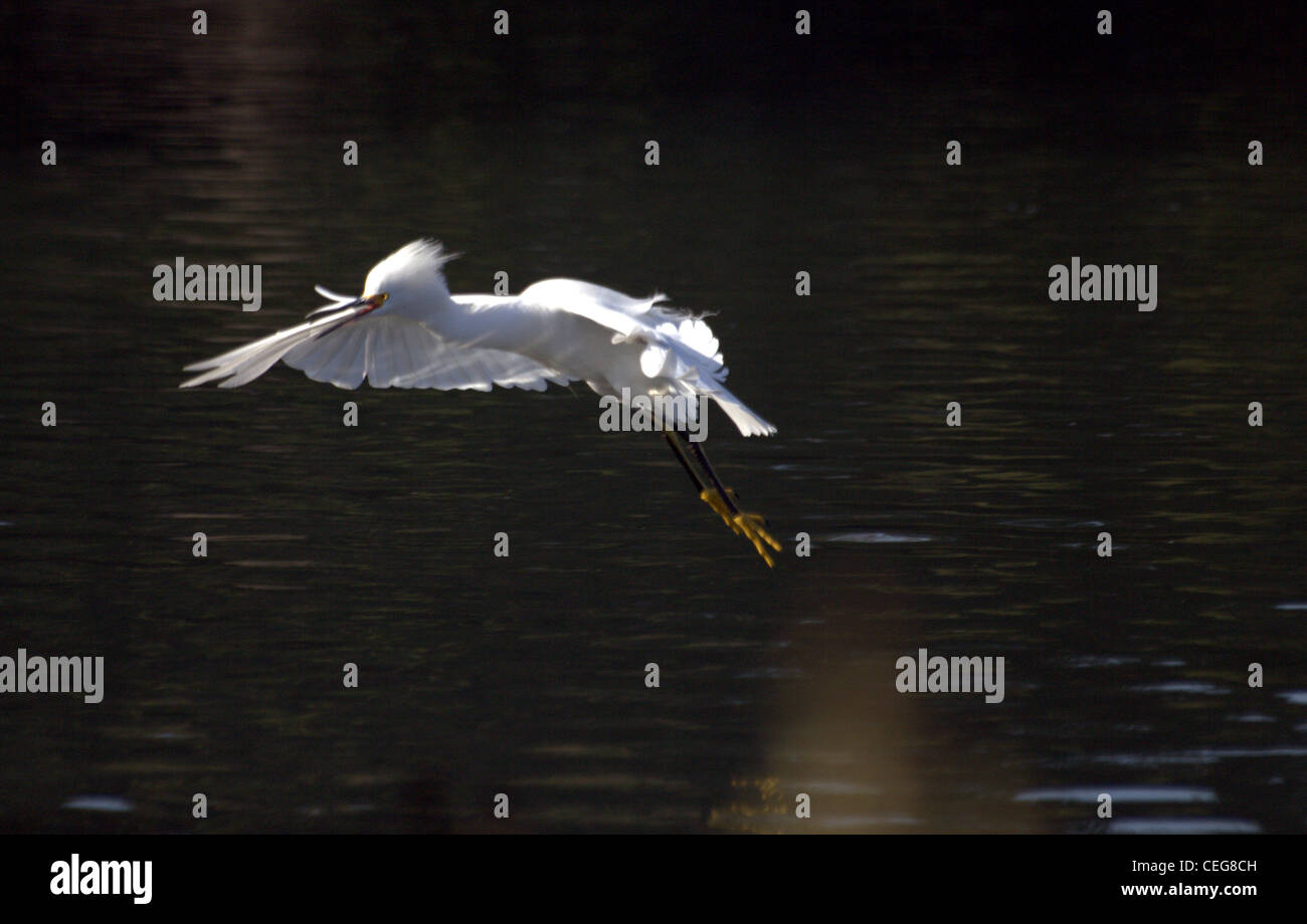 Egret - take Off Stock Photo - Alamy