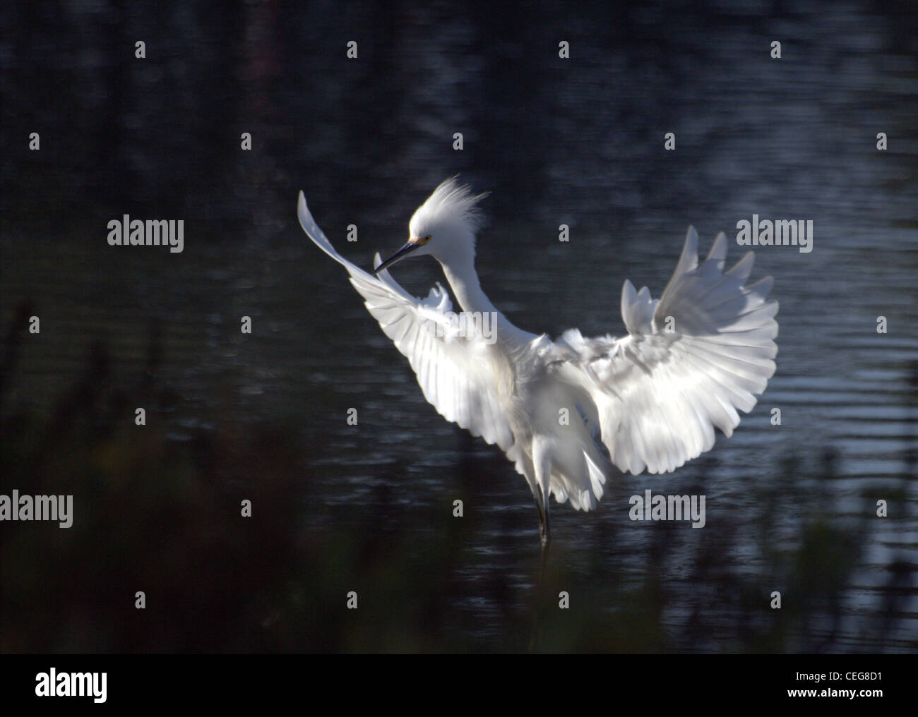 Egret - Landing Stock Photo - Alamy