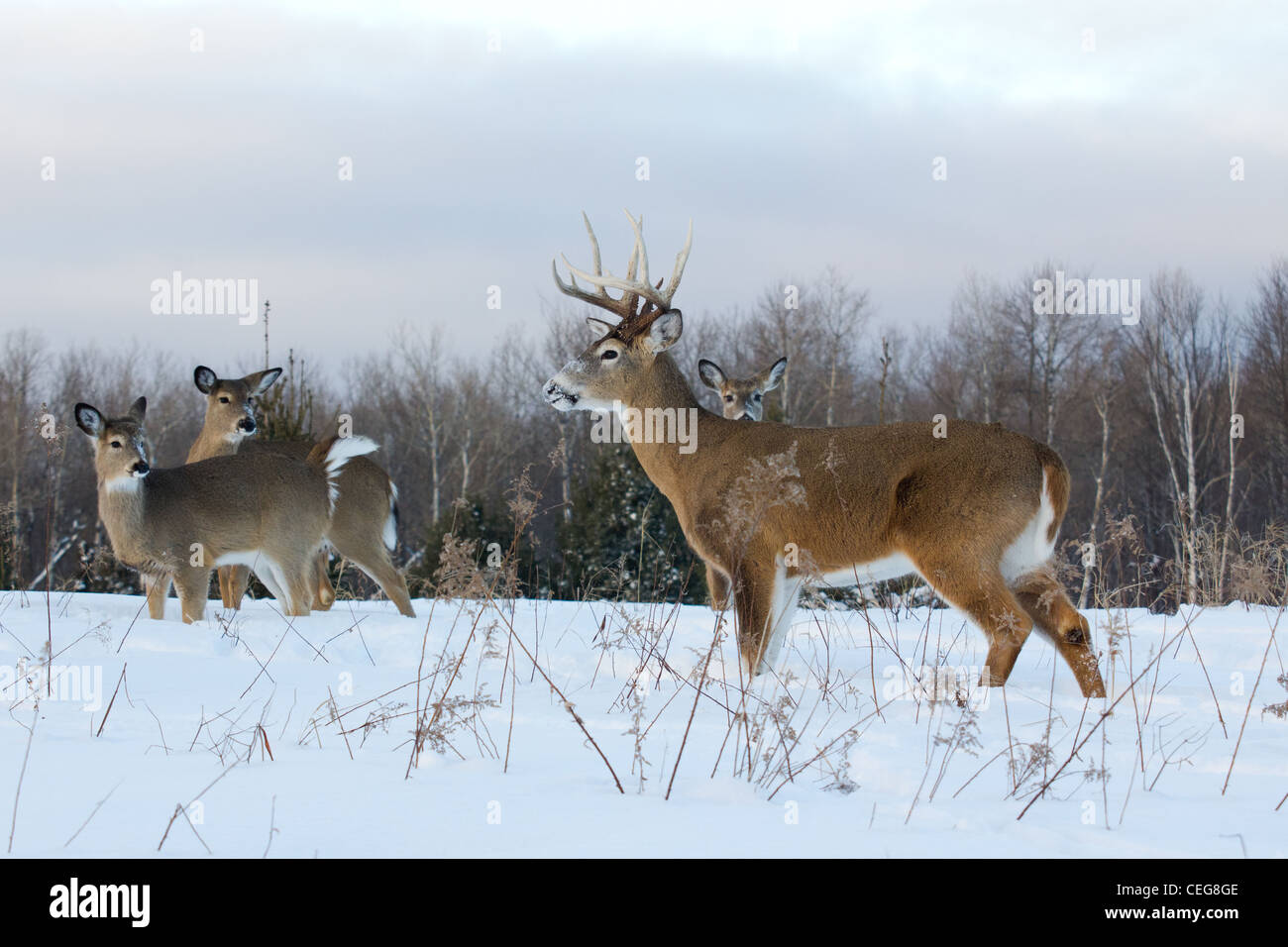 White-tailed deer in winter Stock Photo - Alamy