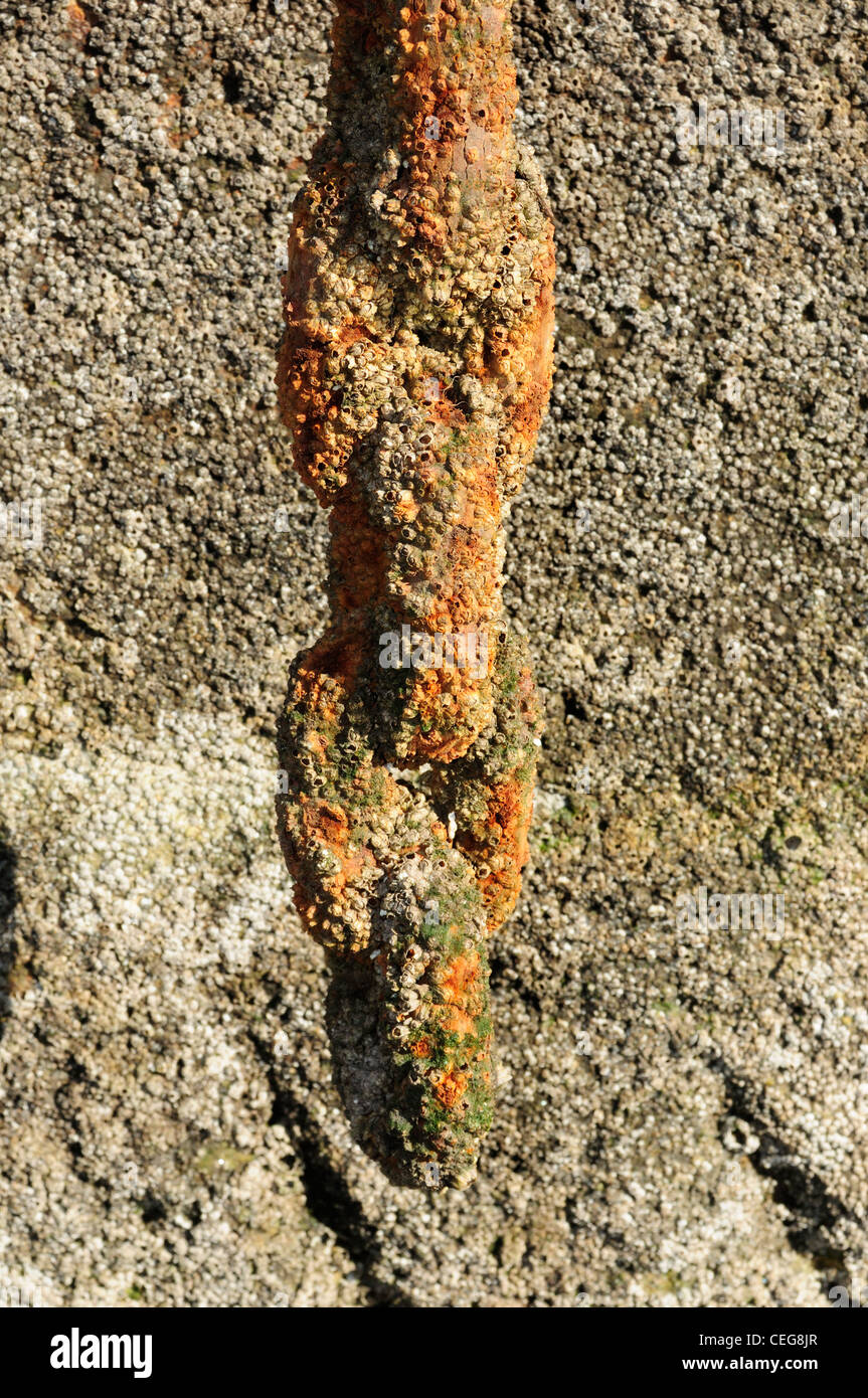 Rusty chain covered in barnacles Stock Photo - Alamy