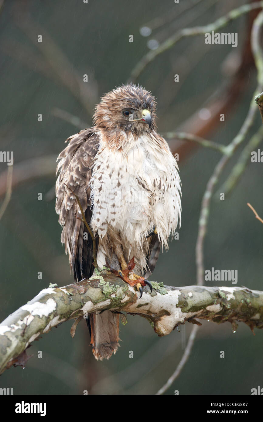 American Red Tailed Hawk Stock Photos & American Red Tailed Hawk Stock ...
