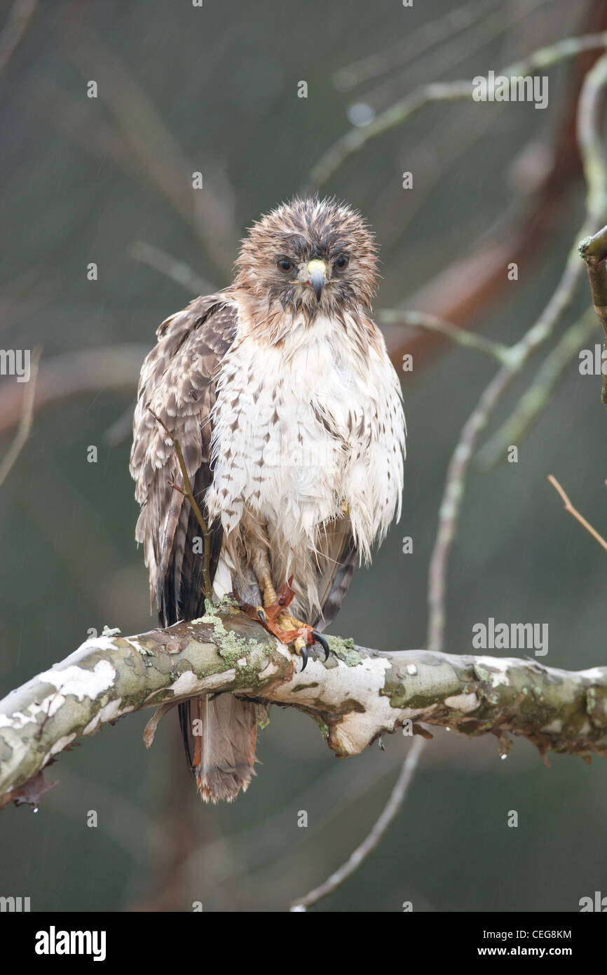 Red-tailed Hawk in the Rain Stock Photo - Alamy