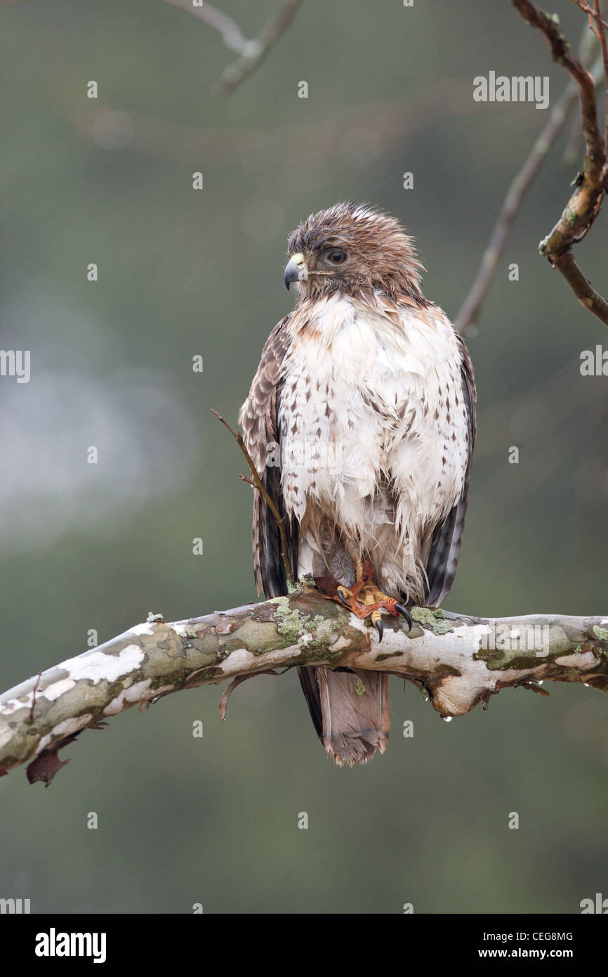 Red-tailed Hawk in the Rain Stock Photo - Alamy