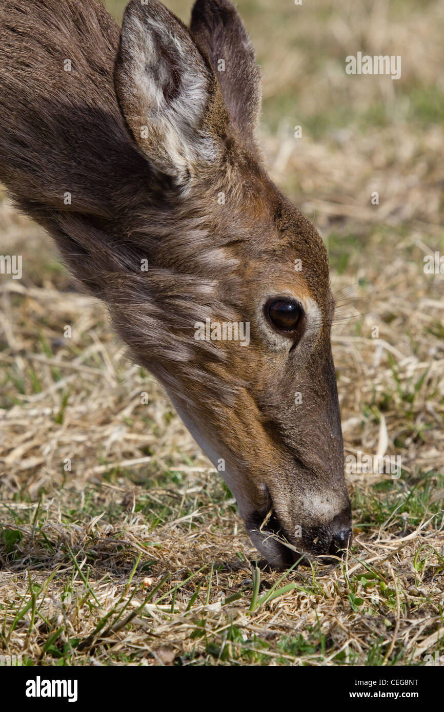 White-tailed doe in spring Stock Photo - Alamy