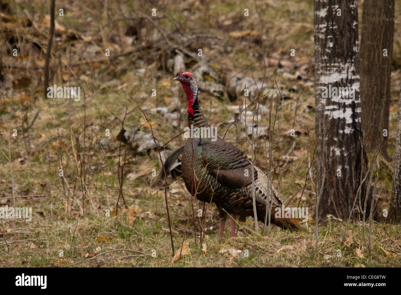 Eastern wild turkey Stock Photo - Alamy