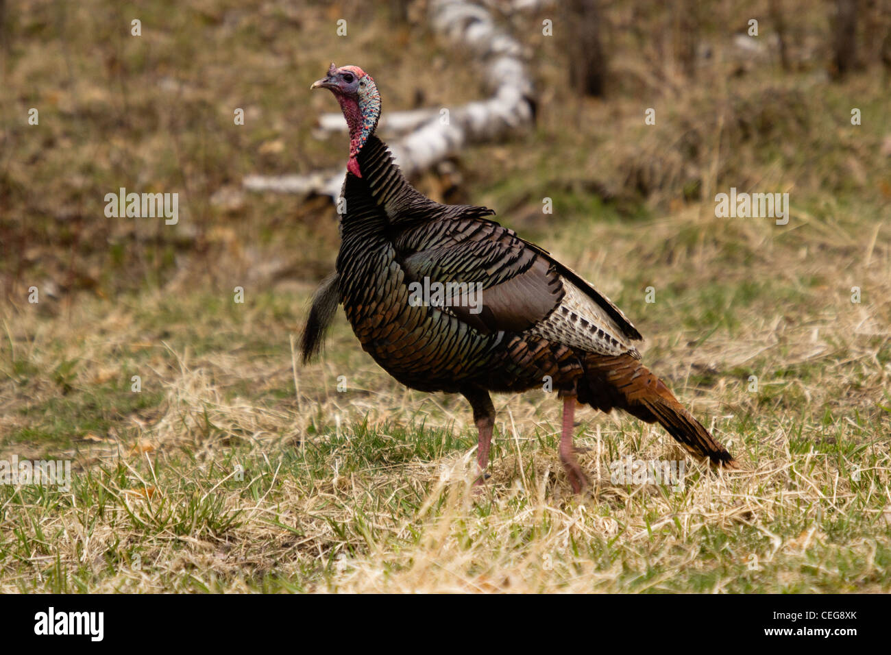 Eastern wild turkey Stock Photo - Alamy