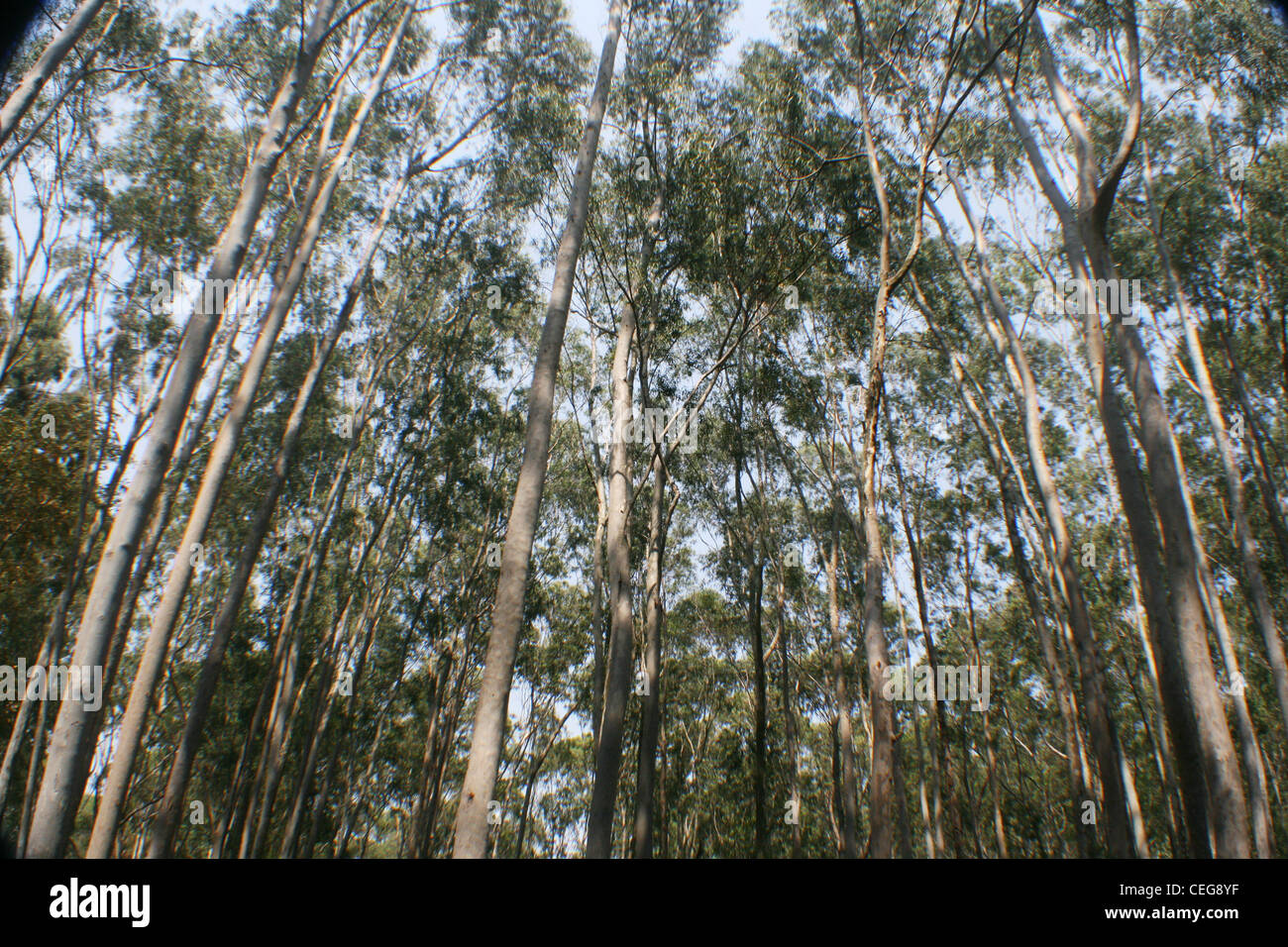 Eucalyptus forest hi-res stock photography and images - Alamy