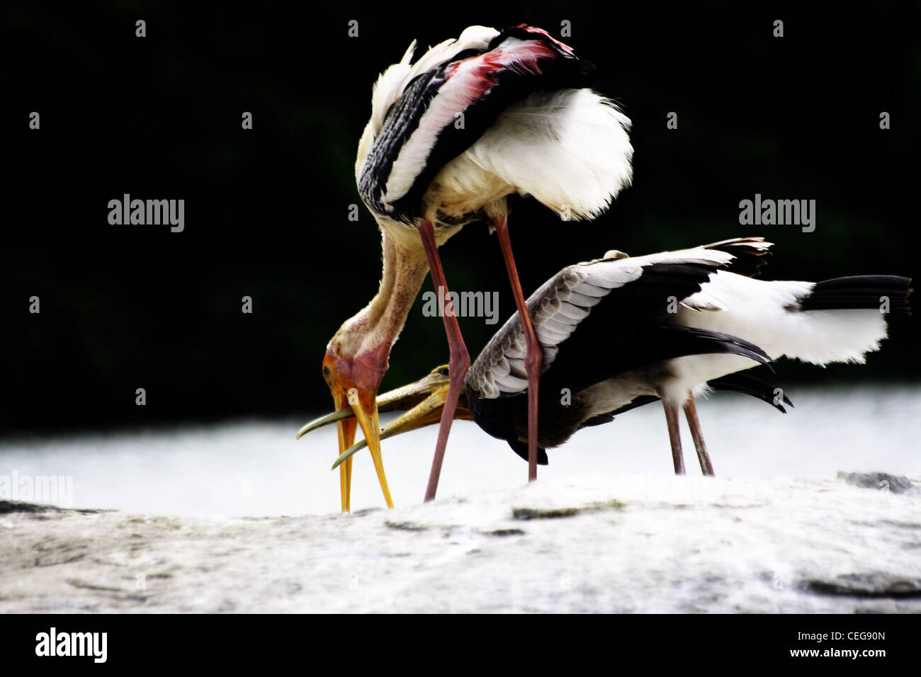 Painted stork feeding hi-res stock photography and images - Alamy