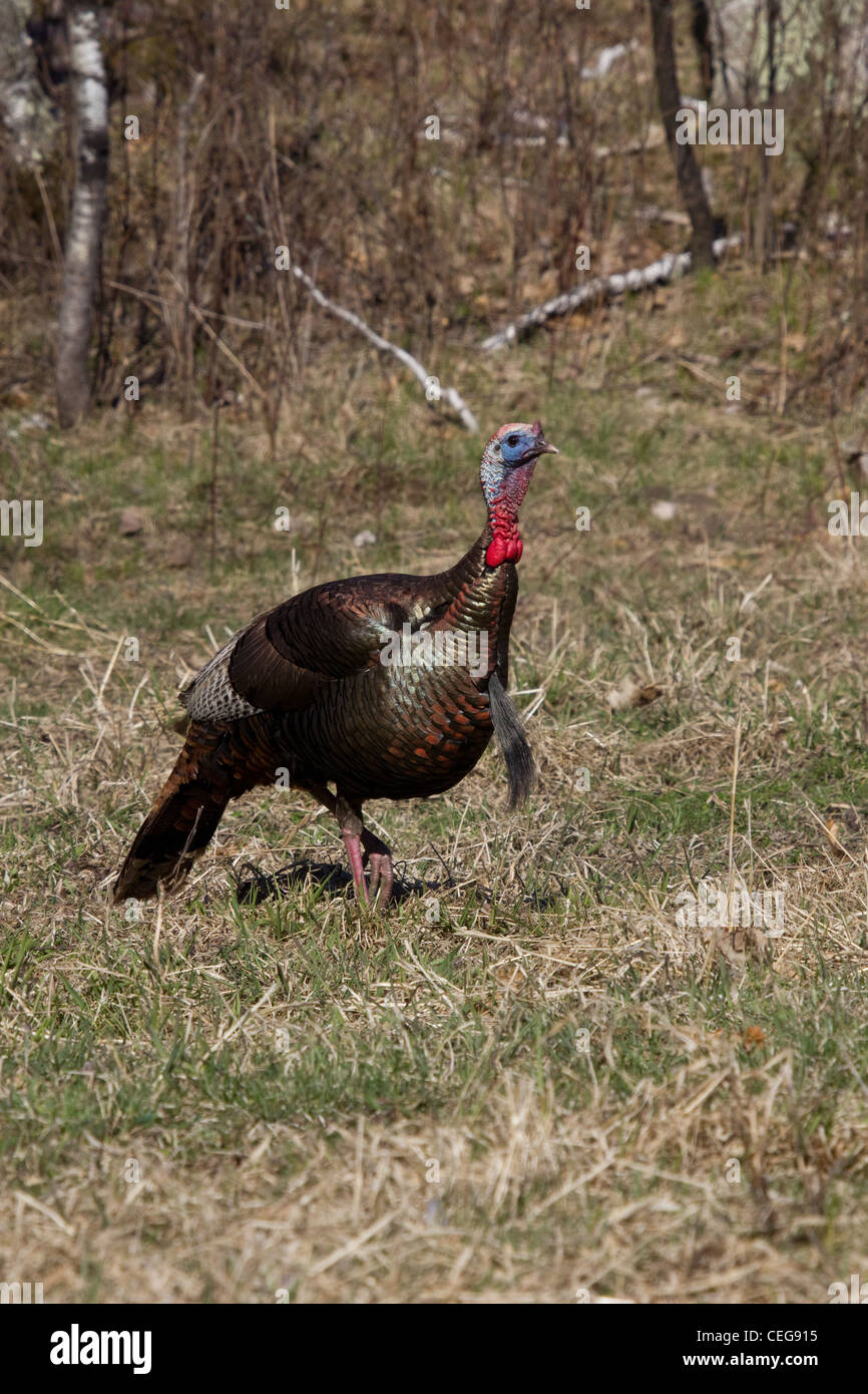 Eastern wild turkey Stock Photo - Alamy