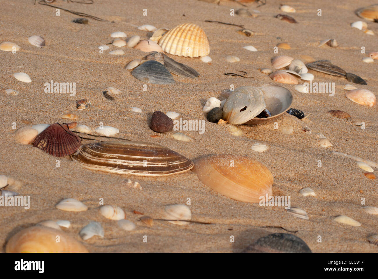 sea shells on beach Stock Photo - Alamy