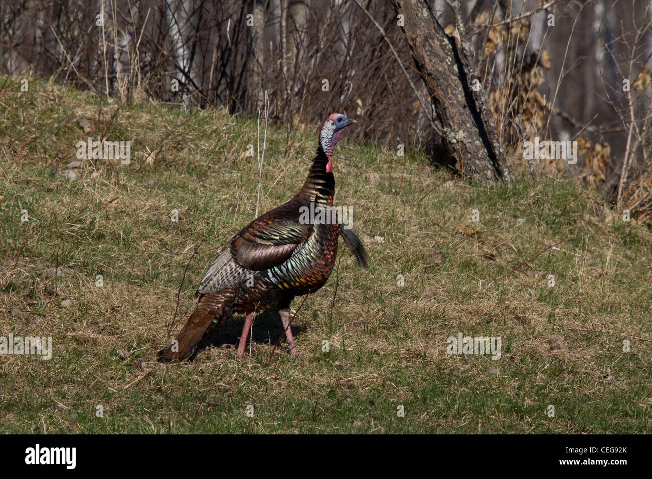Eastern wild turkey Stock Photo - Alamy