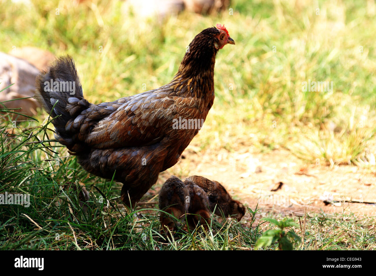 Hen and chicks Stock Photo - Alamy