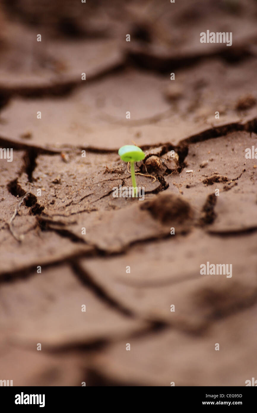 Parched land hi-res stock photography and images - Alamy