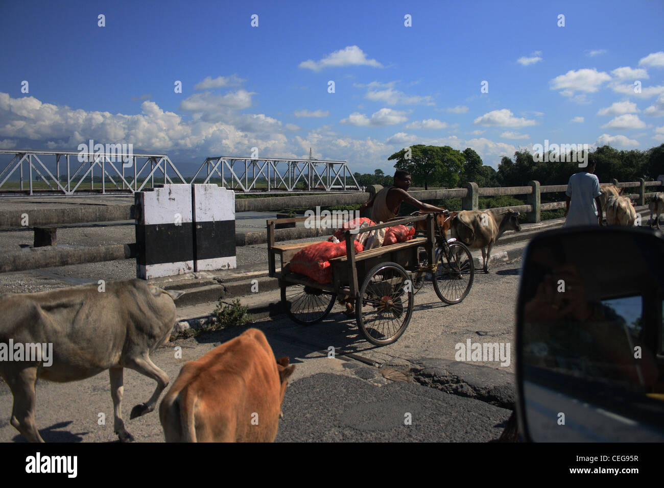 Animals on highways Stock Photo - Alamy