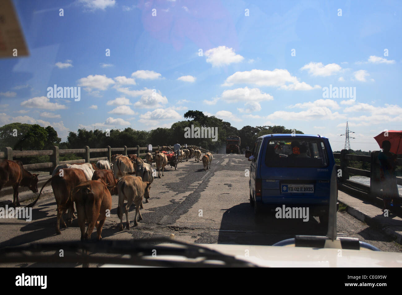 Cattle on roads Stock Photo - Alamy