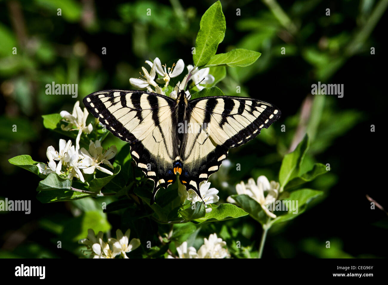 Eastern tiger swallowtail Stock Photo - Alamy