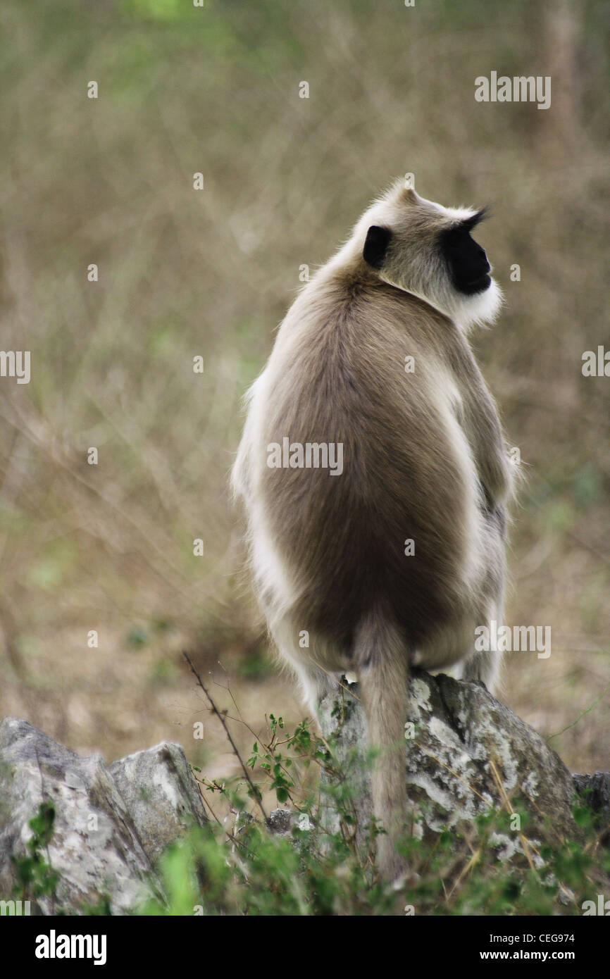 Indian langur hi-res stock photography and images - Alamy