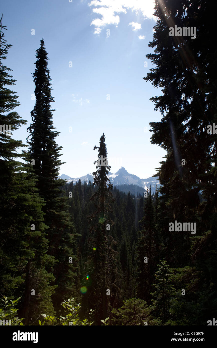 A view of Mt Ranier in Mt Ranier National Park in Washington, USA Stock ...