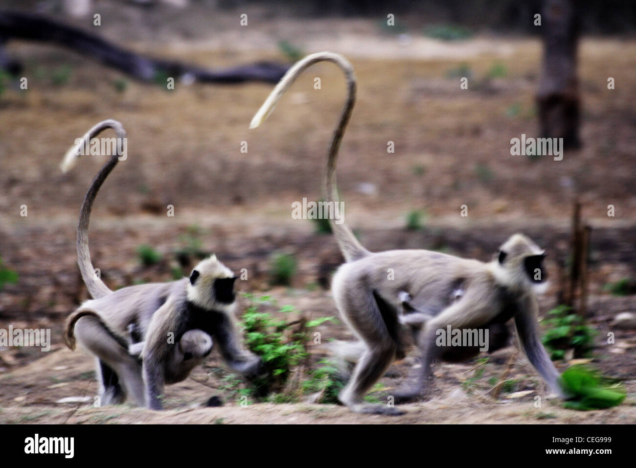 Southern plains gray langurs hi-res stock photography and images - Alamy