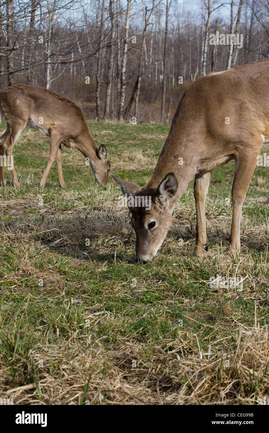Deer in spring hi-res stock photography and images - Alamy