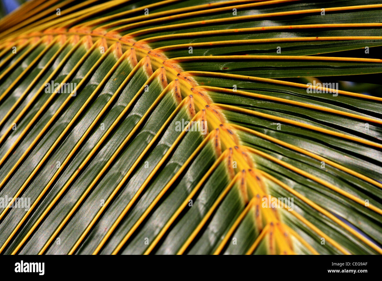 Coconut Leaf Pattern High Resolution Stock Photography and Images - Alamy