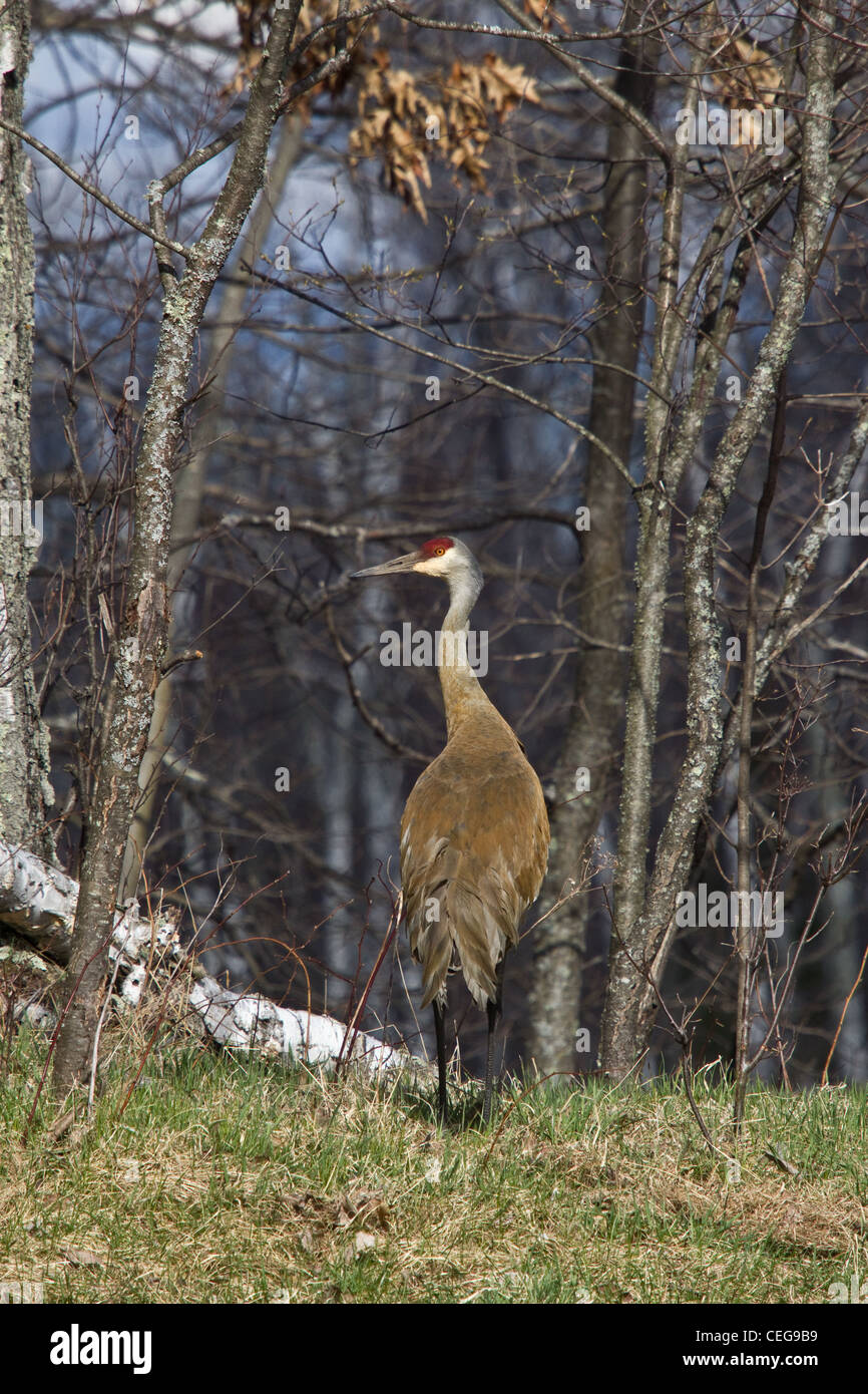 Spring Backwards High Resolution Stock Photography and Images - Alamy