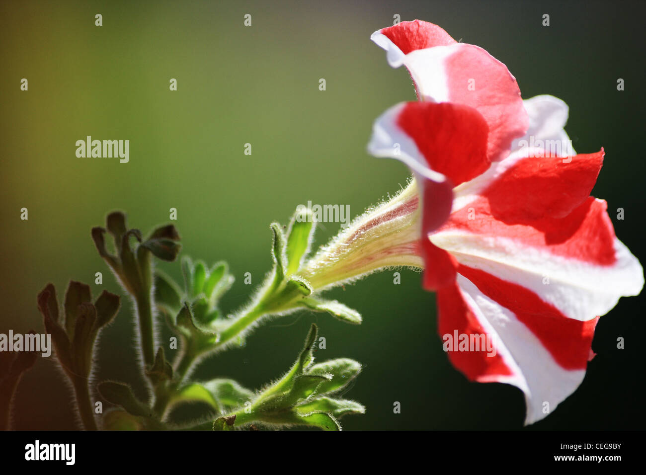 Red white petunia High Resolution Stock Photography and Images - Alamy