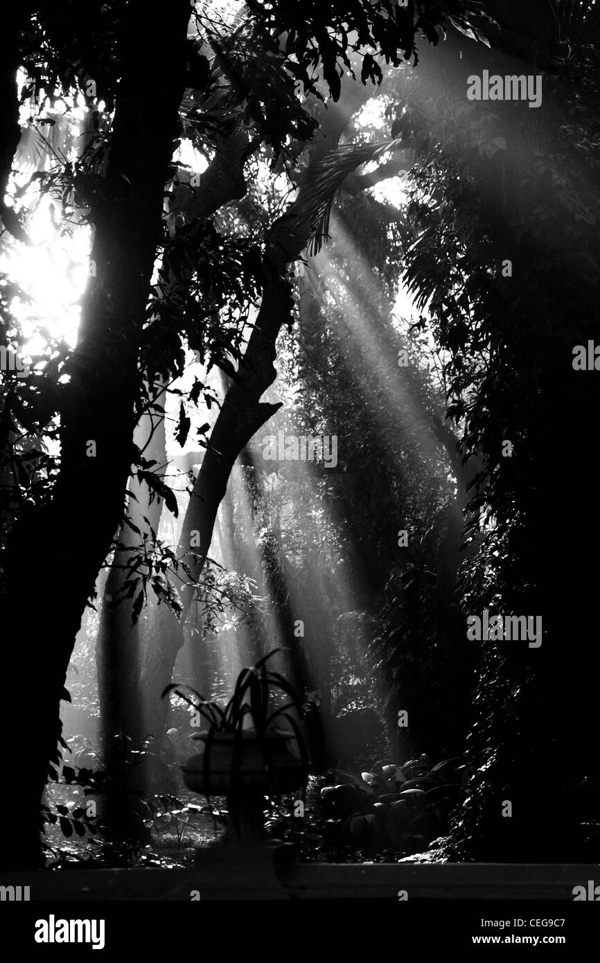 Early morning rays Stock Photo - Alamy