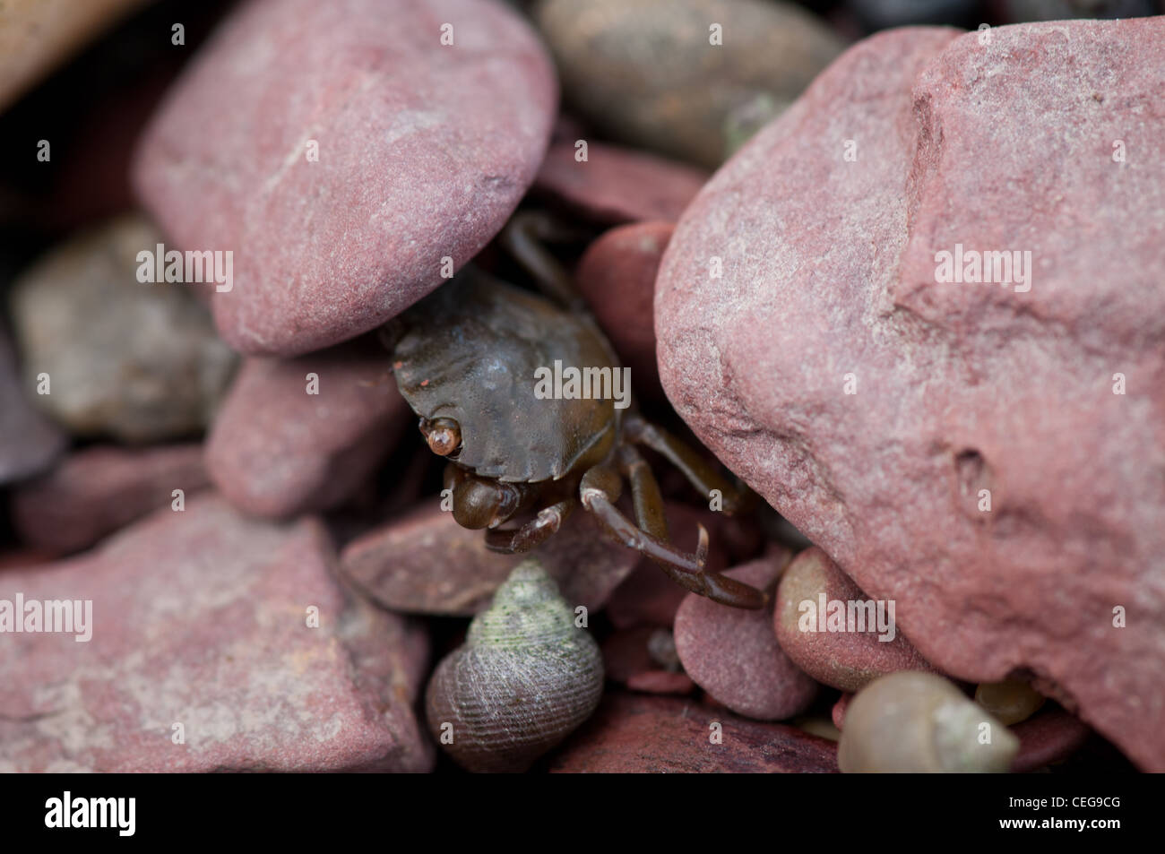 Crab in the rocks Stock Photo - Alamy