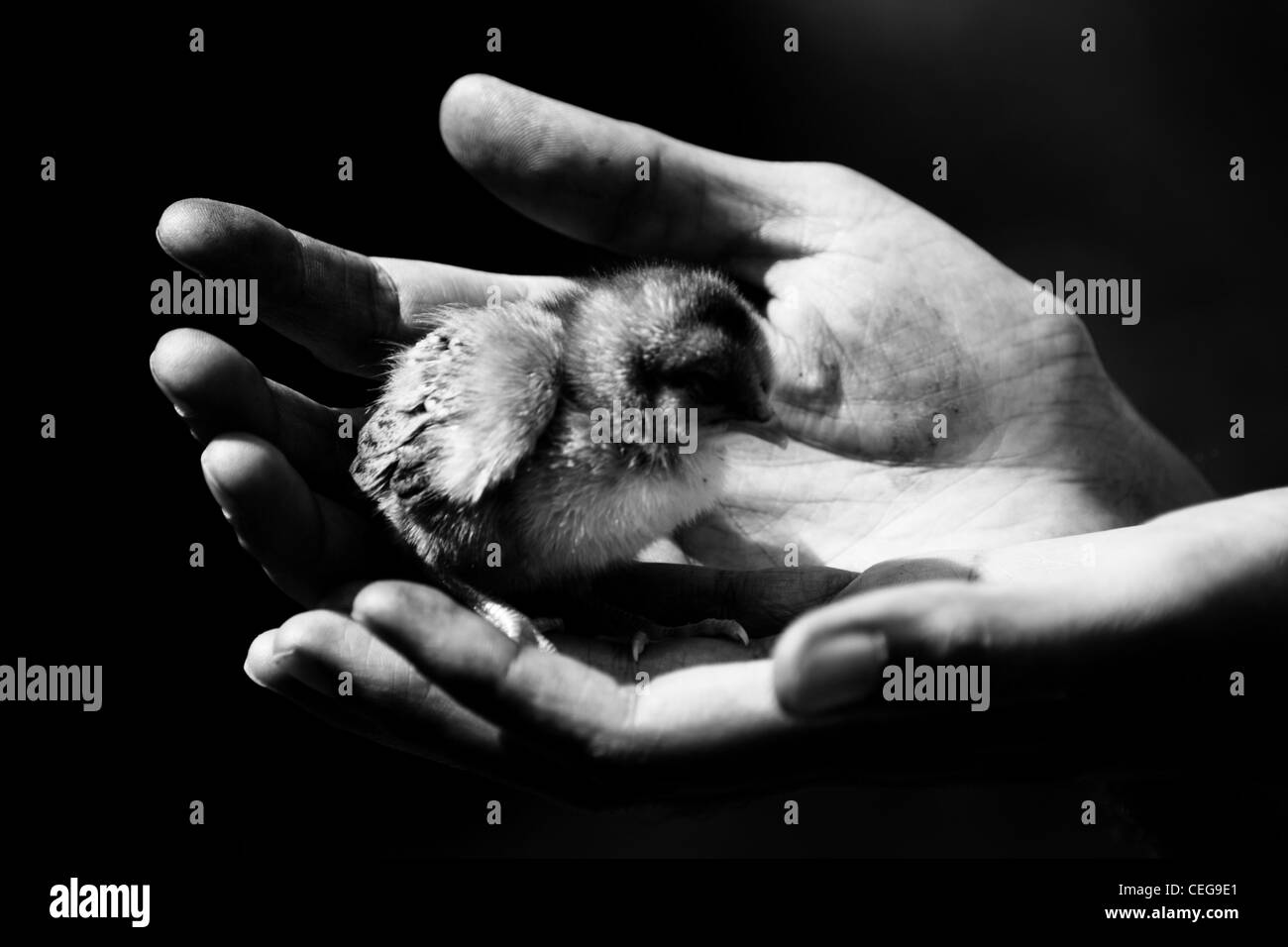 In safe hands Stock Photo - Alamy
