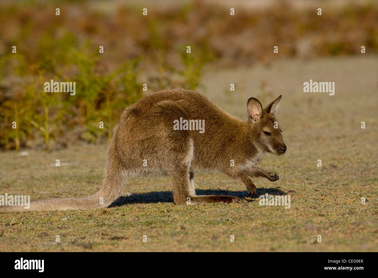 Bennetts Wallaby (Red necked wallaby) ( Macropus rufogriseus ) grazing ...
