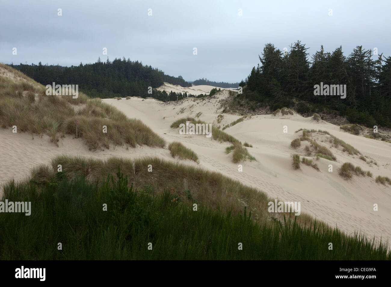 A view of a sand dune in the Oregon Sand Dunes in Western USA Stock ...