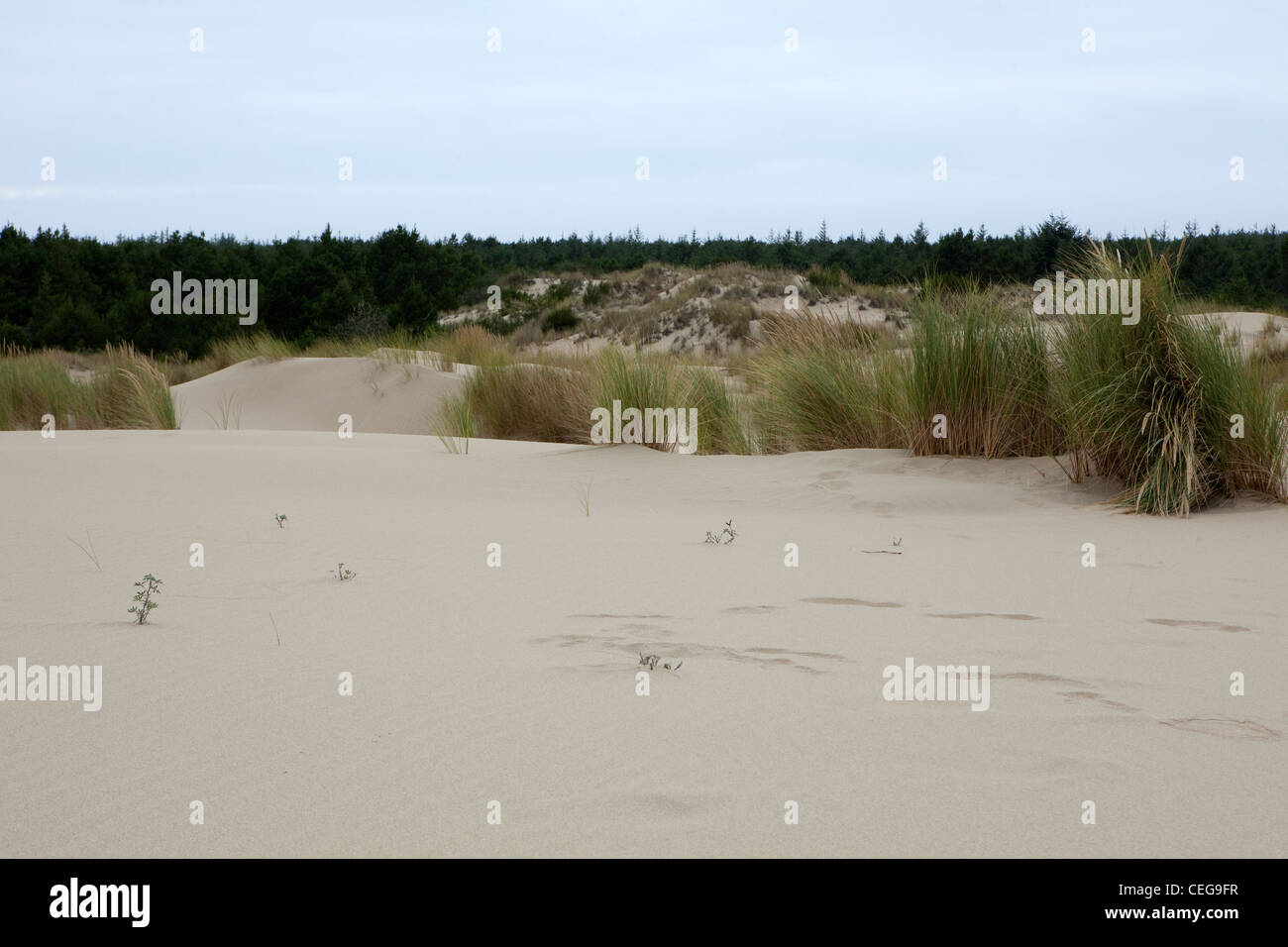 Florence oregon, dunes hi-res stock photography and images - Alamy
