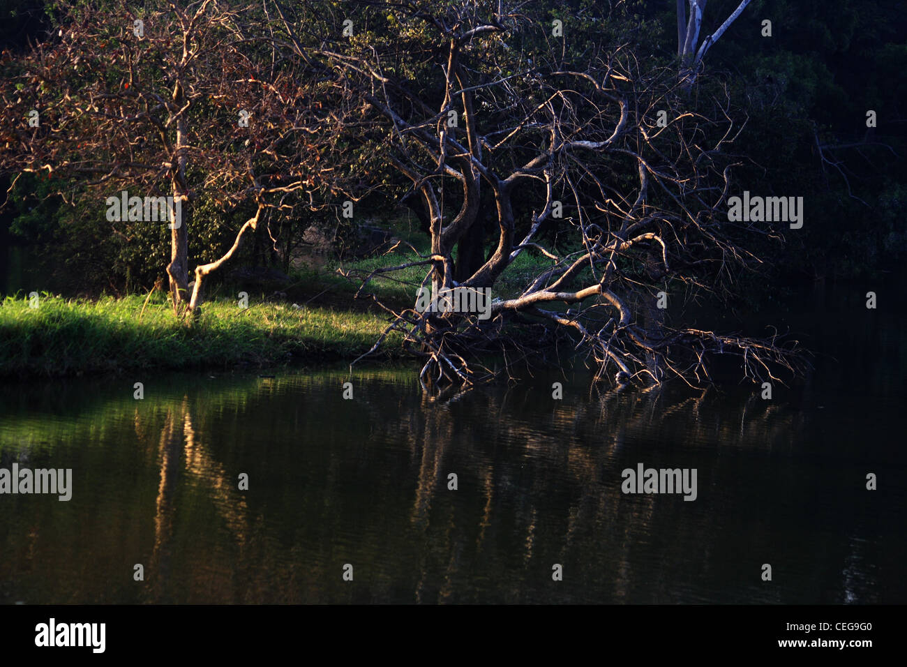 tree trunk in sunlight Stock Photo - Alamy