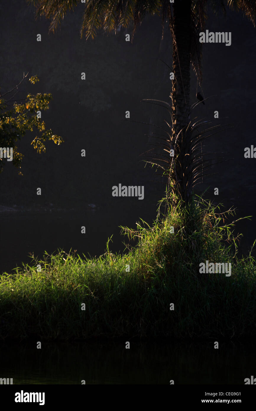tree trunk in sunlight Stock Photo - Alamy
