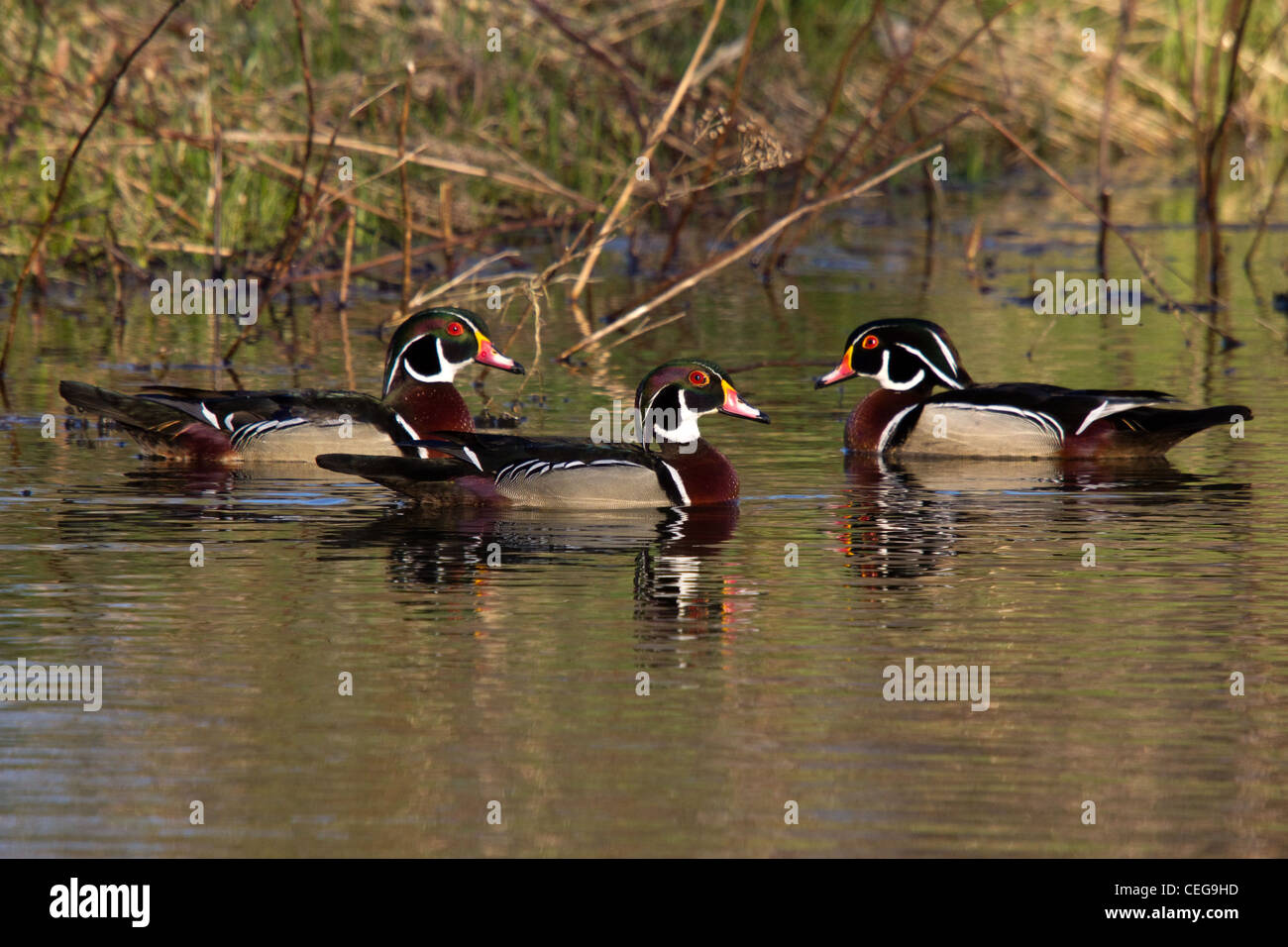 Ducks in spring hi-res stock photography and images - Alamy