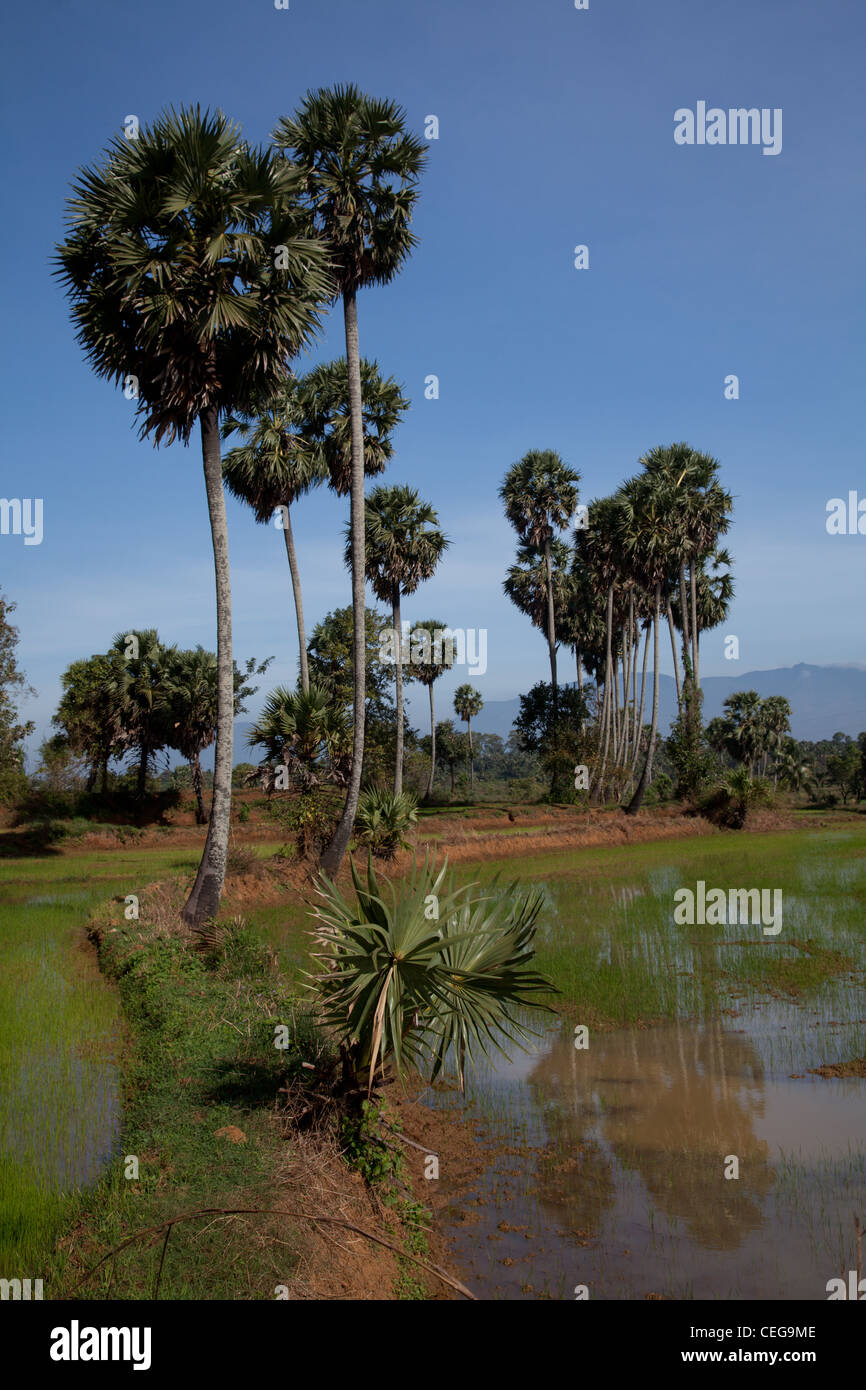 rice fields with palm trees and blue sky Stock Photo - Alamy