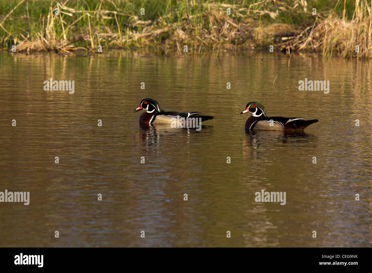 Wood ducks in spring Stock Photo - Alamy