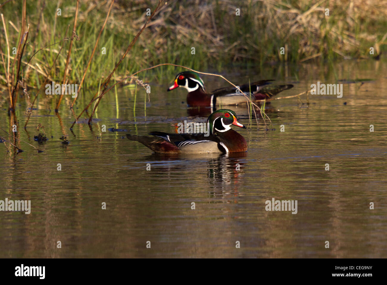 Wood ducks in spring Stock Photo - Alamy