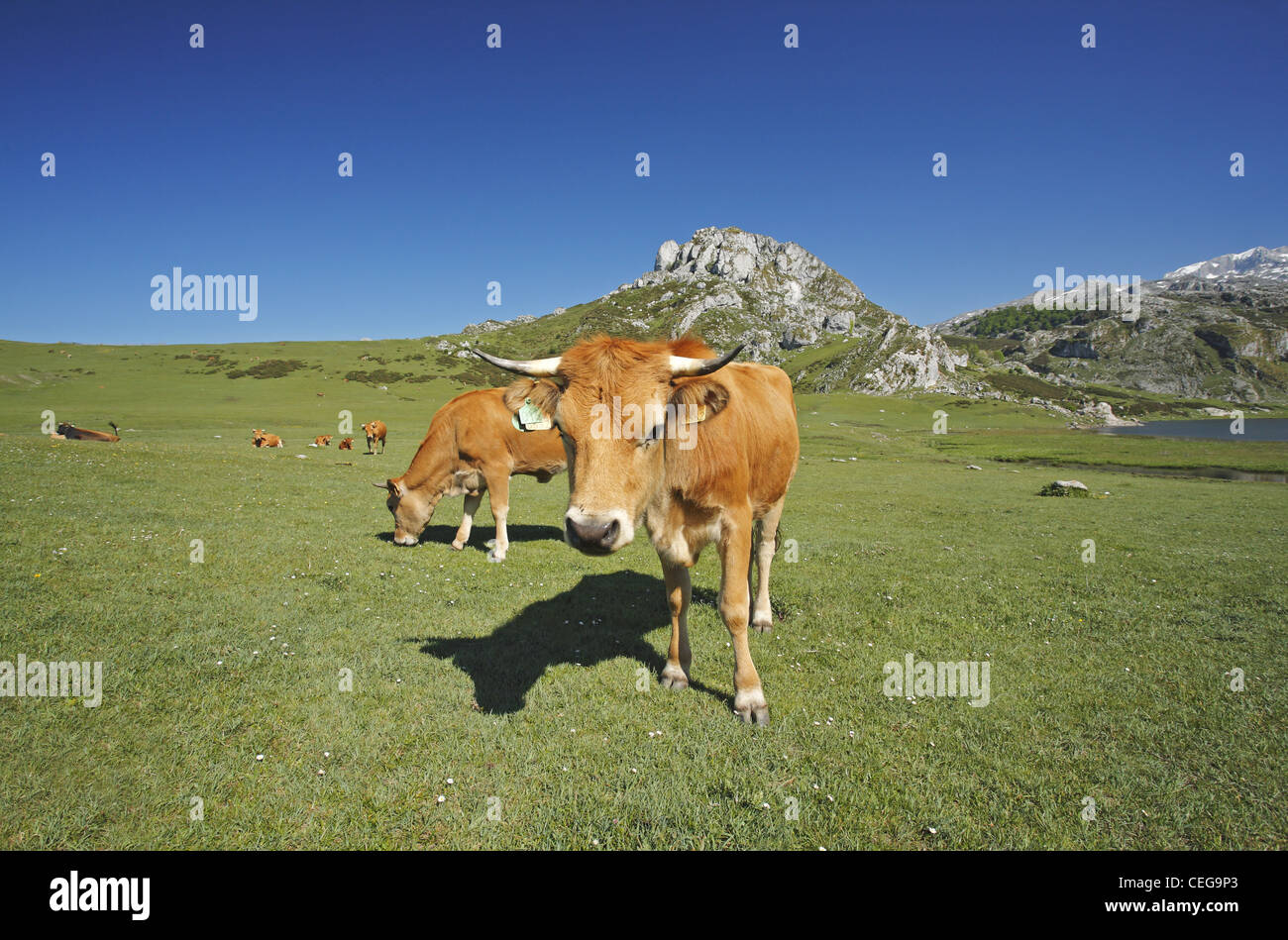 Asturian hi-res stock photography and images - Alamy